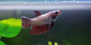 Betta Fish Anatomy - Bettafish.org
