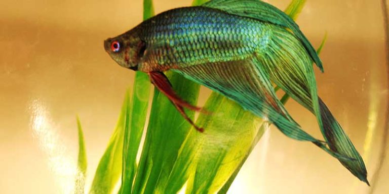 Betta Fish Care - How to Take Care of a Betta | Bettafish.org