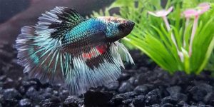 456 Amazing Betta Fish Names - Male & Female - Bettafish.org