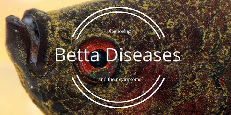 Betta Fish Diseases - Bettafish.org