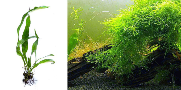 Betta Fish Plants - Bettafish.org