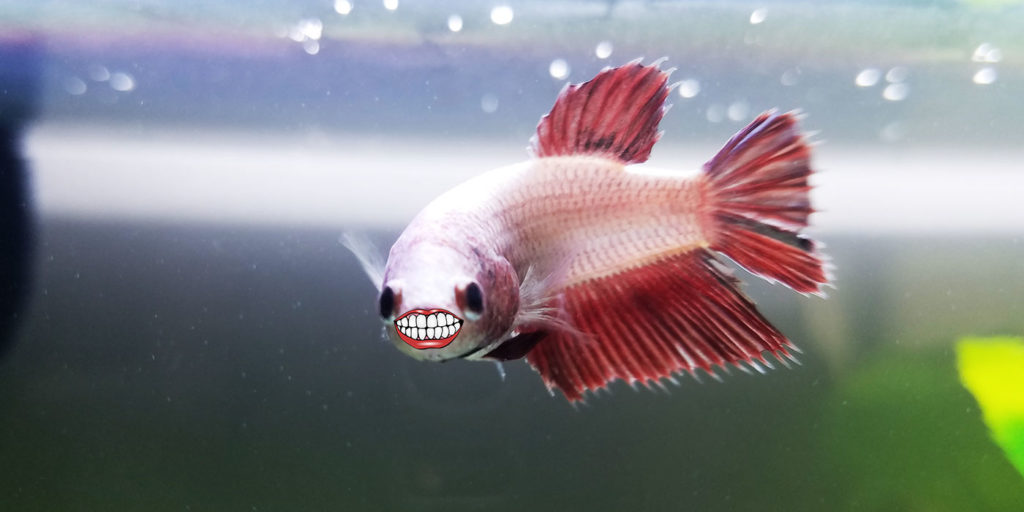 Betta Fish Anatomy - Plus Male And Female Differences - Bettafish.org